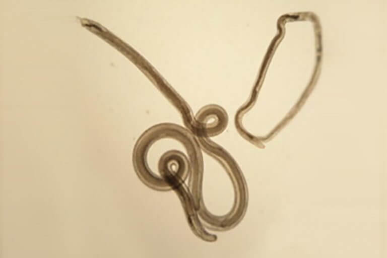 Cough, cough; Who’s there? Lungworm in cattle | Micron Agritech