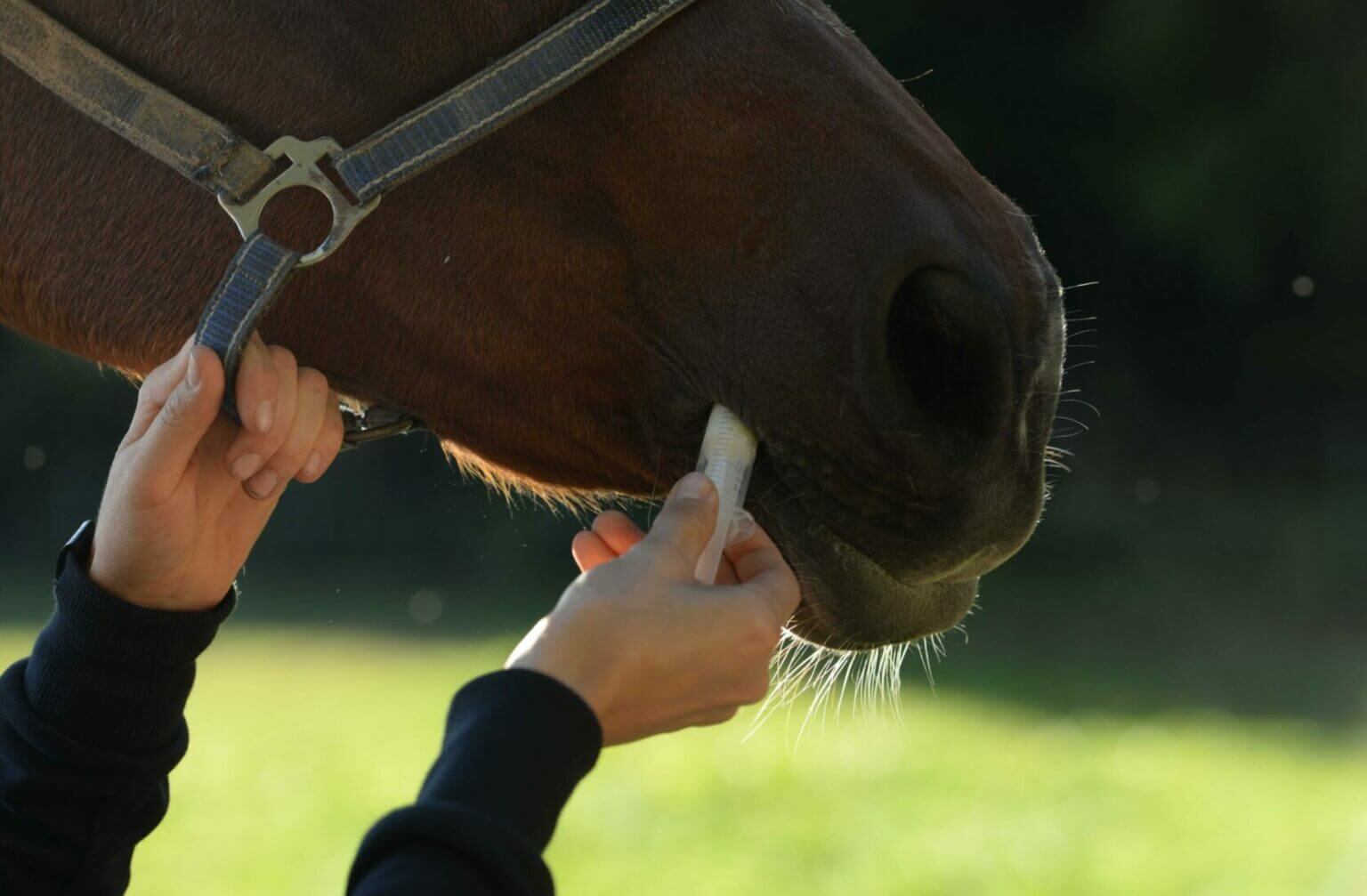 Hitching a ride – Horse parasites and how they affect health and ...