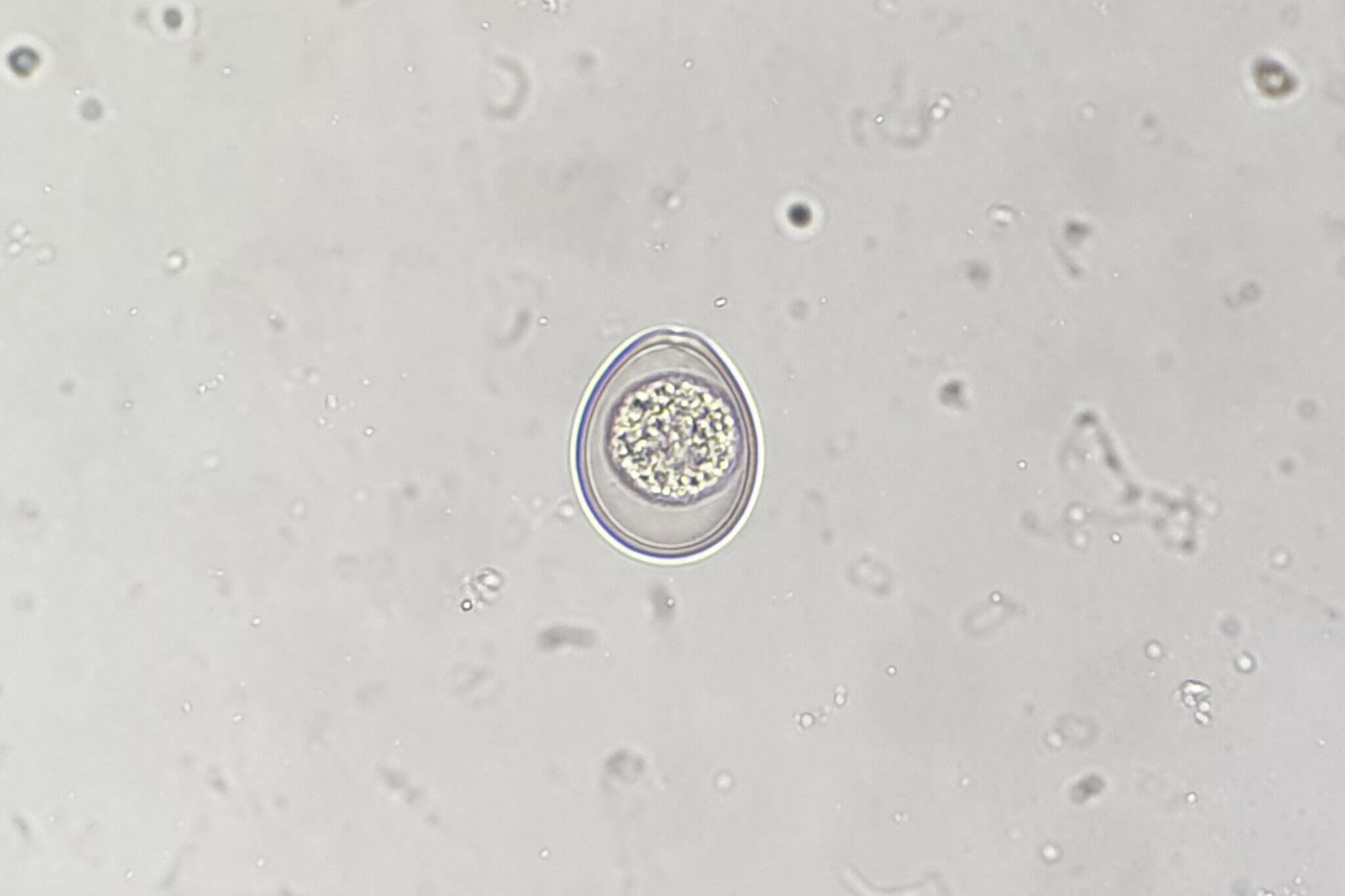 Understanding your faecal egg count worm results | Micron Agritech