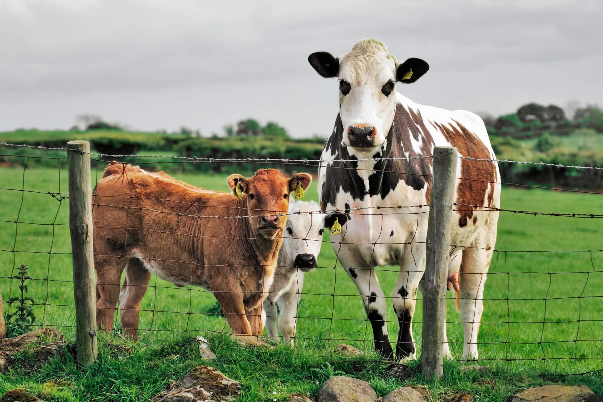 Understanding your faecal egg count worm results | Micron Agritech