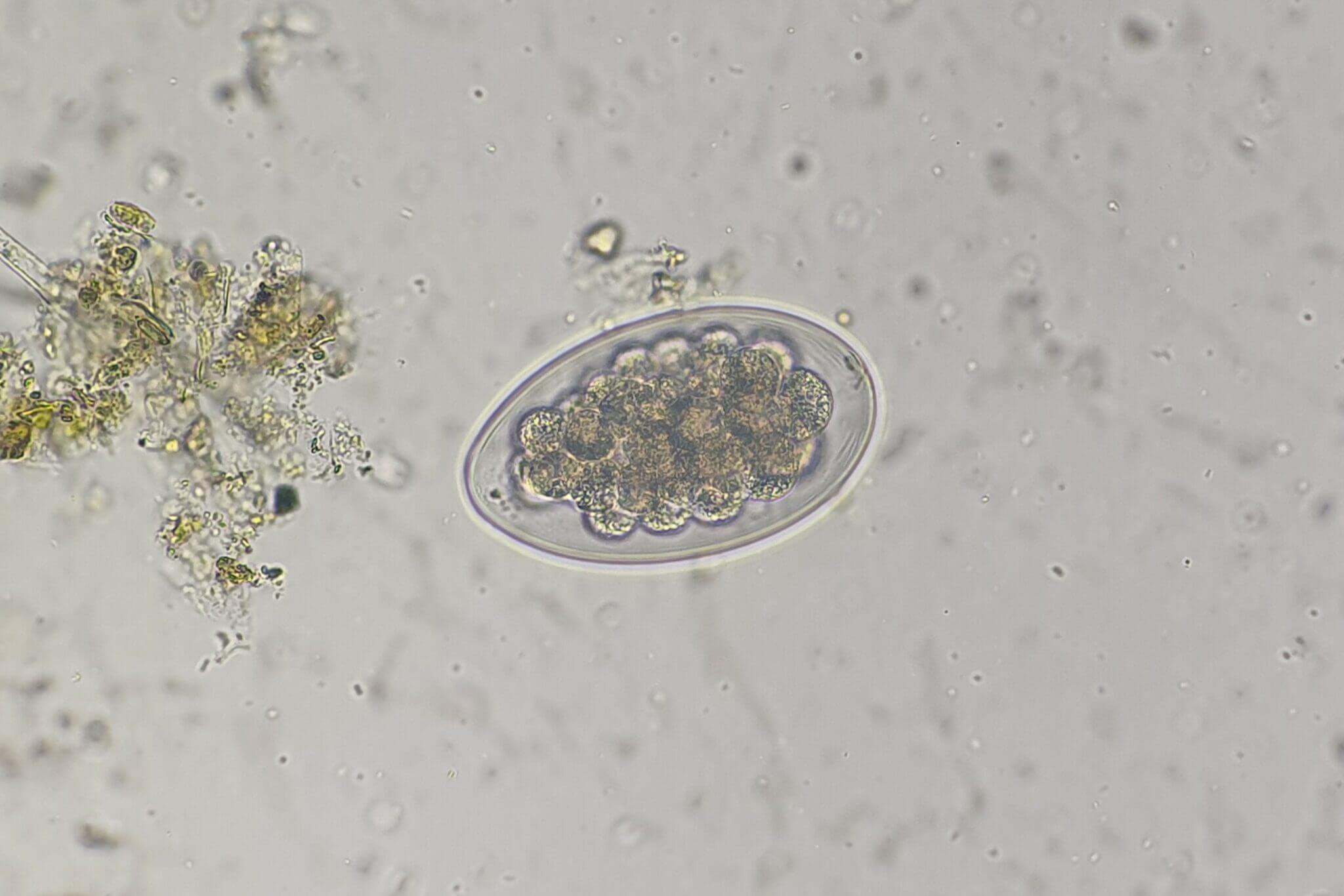 Understanding your faecal egg count worm results | Micron Agritech