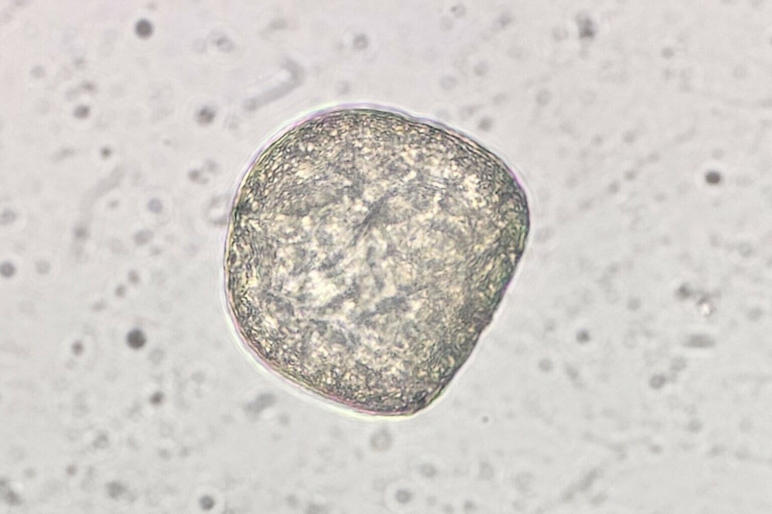 Understanding Equine Tapeworms | Micron Agritech