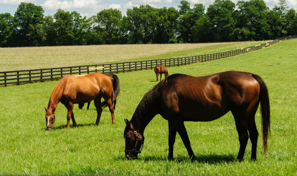 Tackling Equine Parasite Infections: Insights from 2024 Testing Trends ...