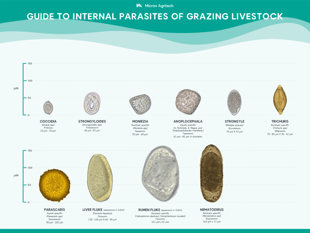 Under the Microscope: Common Large Animal Parasites in Europe | Micron ...