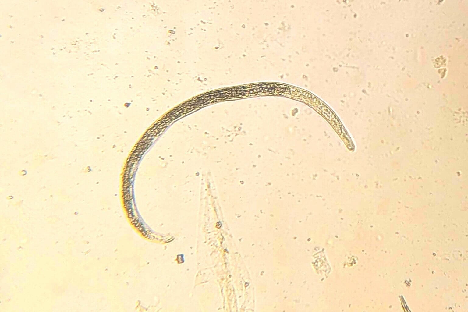 Under the Microscope: Common Large Animal Parasites in Europe | Micron ...