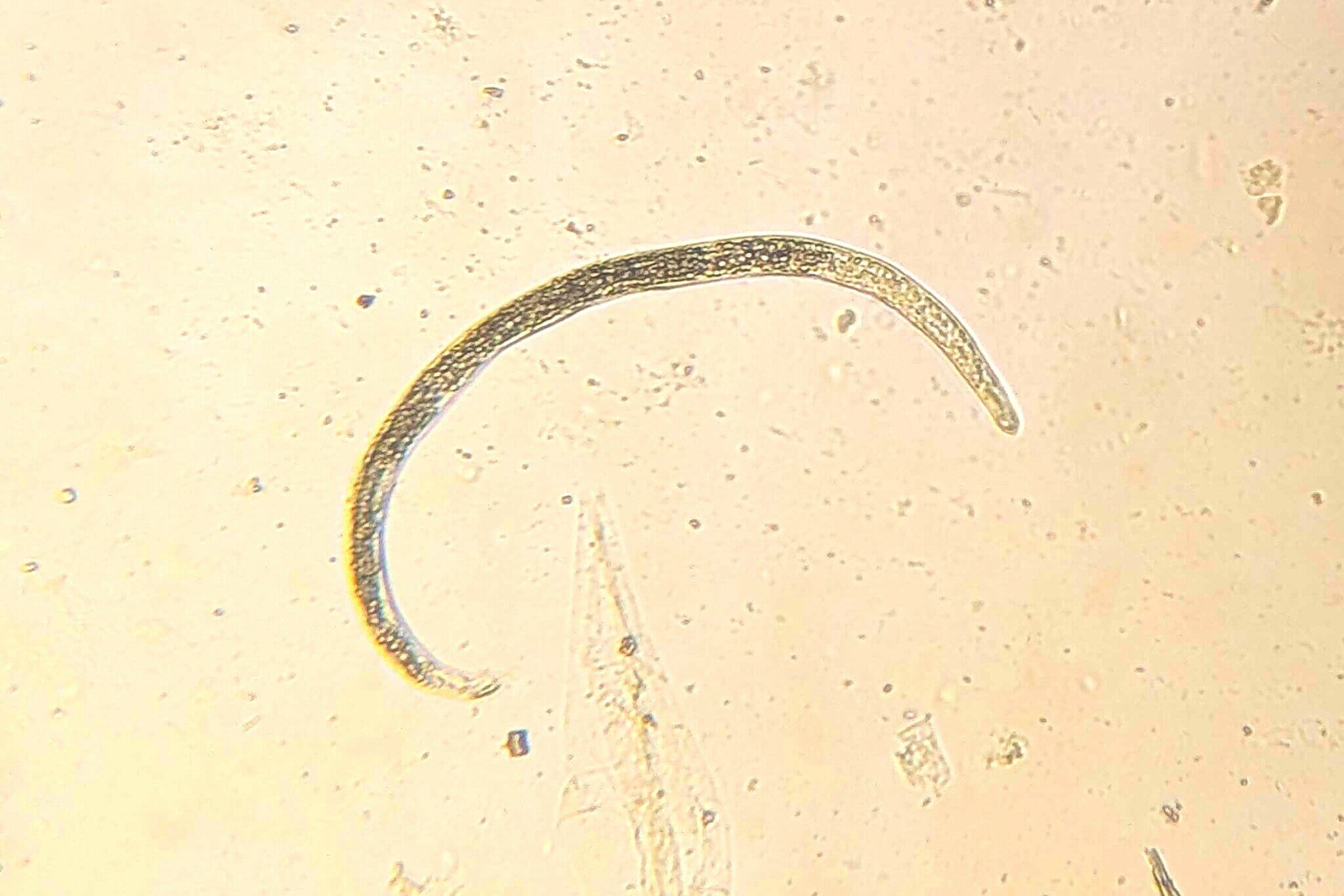 Under the Microscope: Common Large Animal Parasites in Europe | Micron ...